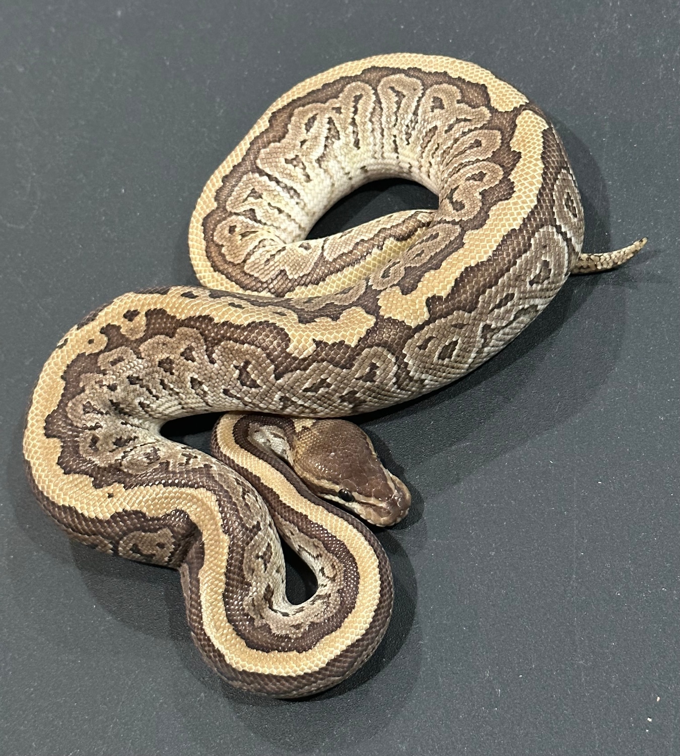 Pinstripe Mojave 50% Het Monsoon 50%het Lavender Albino Ball Python by ...
