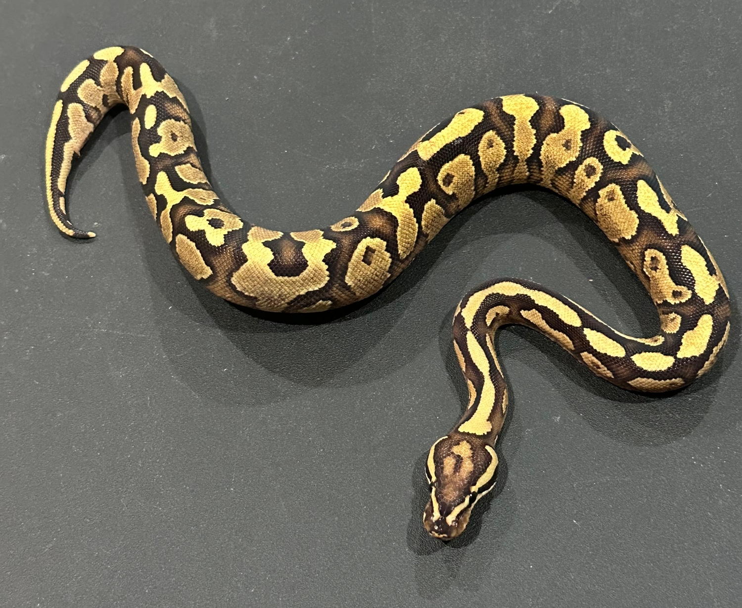 Yellow Belly Fire Ball Python by Baud’s Exotic Reptiles - MorphMarket
