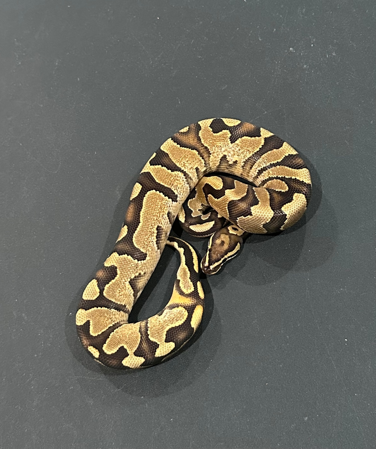Enchi Calico Yellow Belly Fire Het Clown Ball Python by Baud’s Exotic ...
