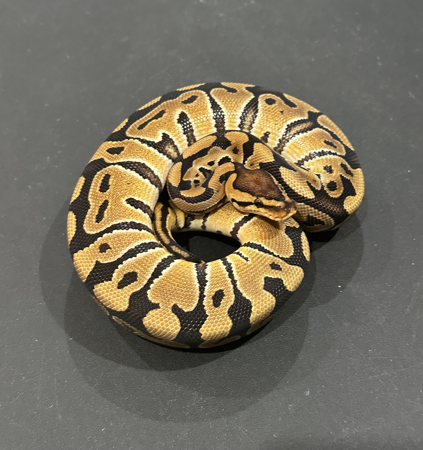 Crypton 66%het Desert Ghost Ball Python by Baud’s Exotic Reptiles ...