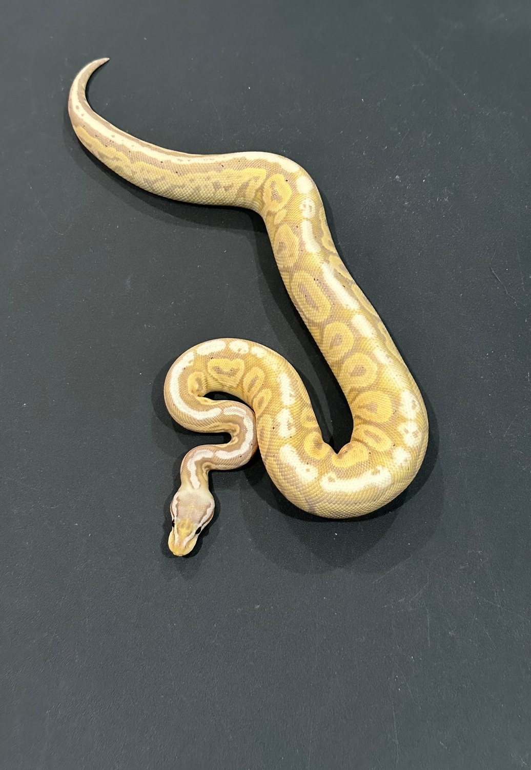 Banana Black Pewter Het Puzzle Ball Python by Baud’s Exotic Reptiles ...