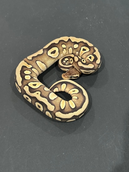 Pastel Mojave Its Either Het Clown Or Het Cryptic And 66% Het DG Ball ...