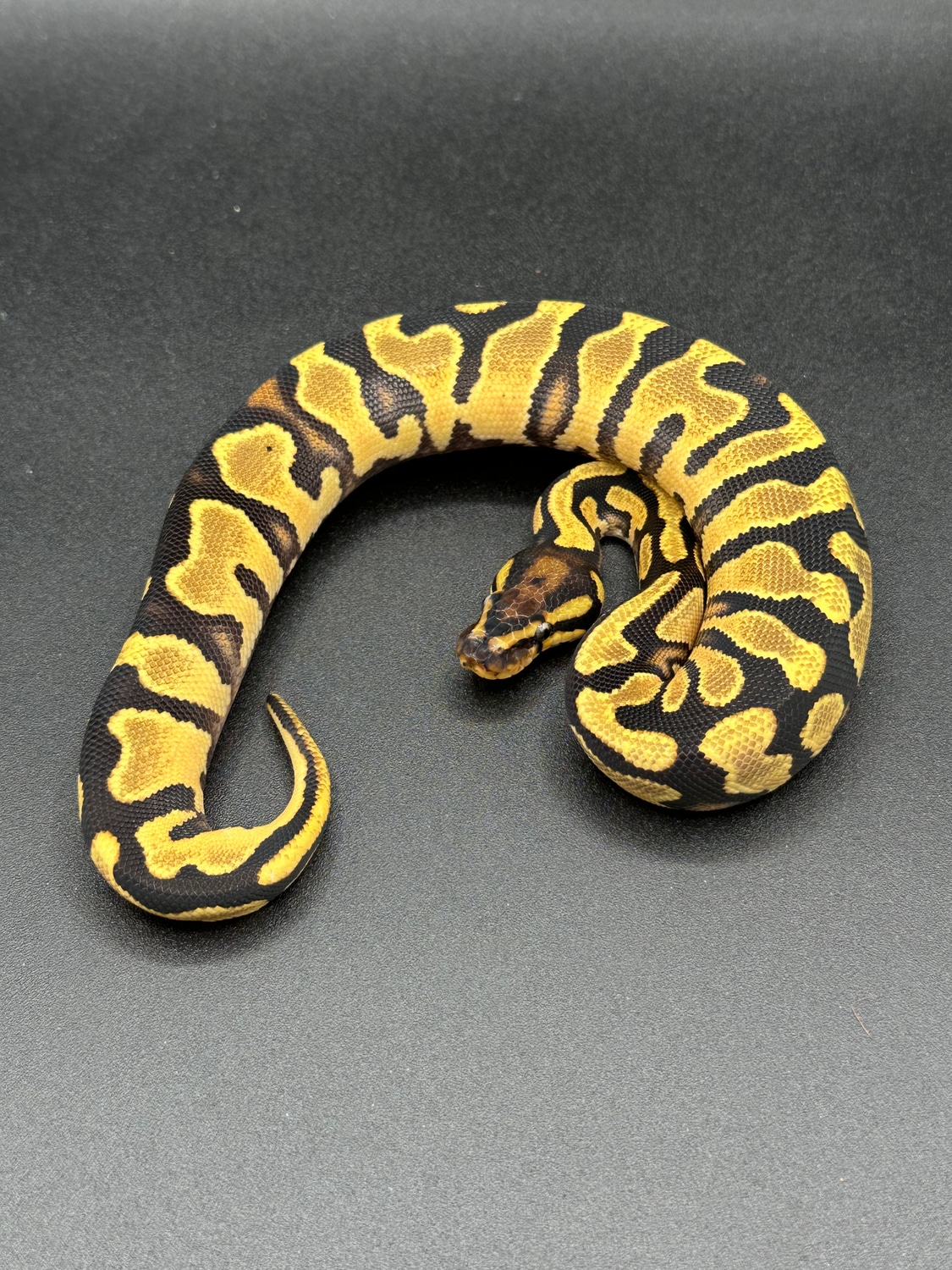 Orange Dream Yellow Belly Het Clown 66%het Pied Ball Python by Baud’s ...