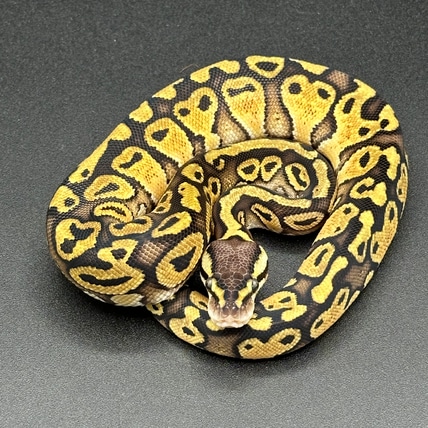 Orange Dream Yellow Belly Het Clown 66%het Pied Ball Python by Baud’s ...