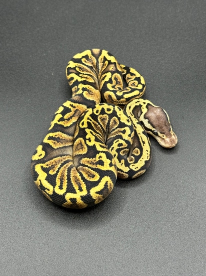 Pair! Female Pastel GHI Het Paint And Male Phantom Het Paint Ball ...