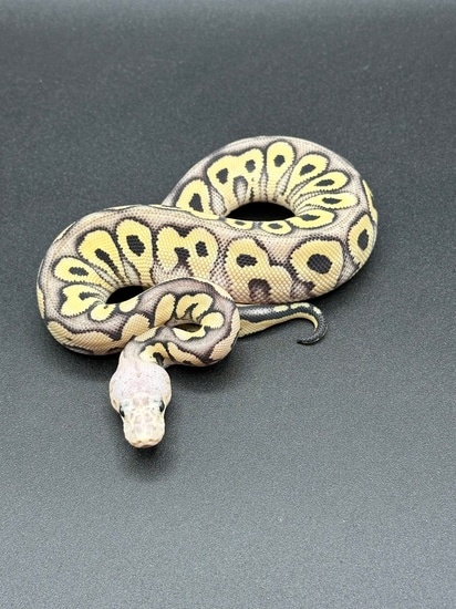 Pastave Desert Ghost Clown Ball Python by Baud’s Exotic Reptiles