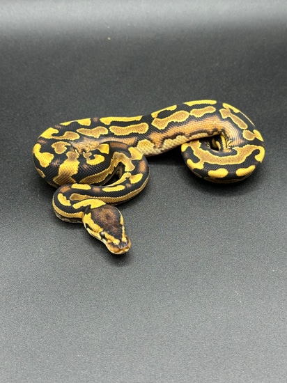 Yellowbelly Puzzle Ball Python by Baud’s Exotic Reptiles