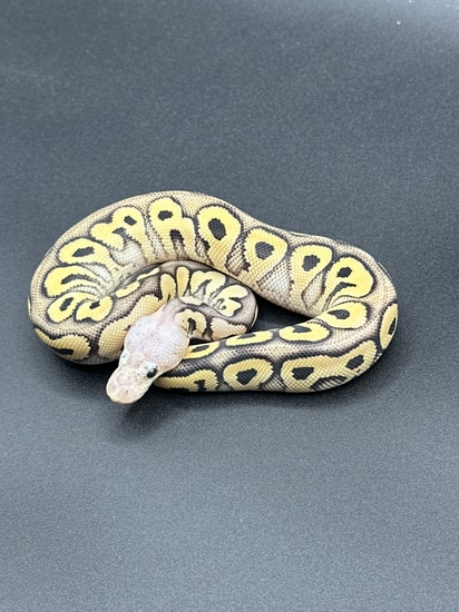 Pastel Mojave Desert Ghost Clown Ball Python by Baud’s Exotic Reptiles