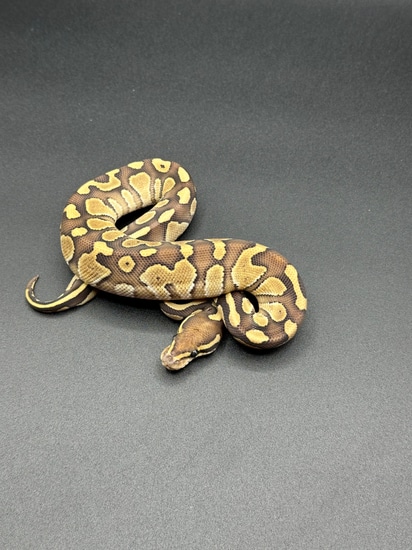 Lesser Het Desert Ghost 50% Het Zebra 50% Het Hypo Ball Python by Baud ...