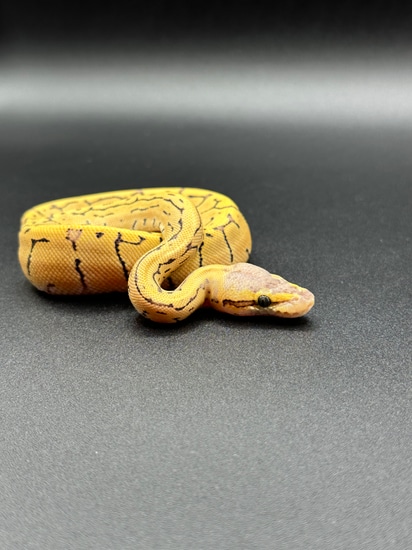 Lemonblast Desert Ghost 50% Het Cryptic Ball Python by Baud’s Exotic ...