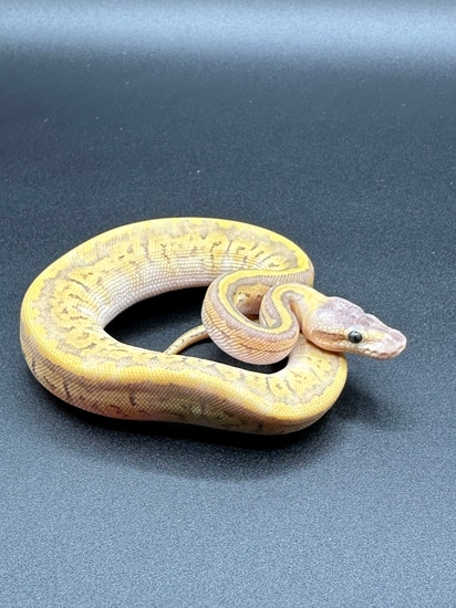Pastel Jigsaw Het Desert Ghost 50% Het Cryptic Ball Python by Baud’s ...