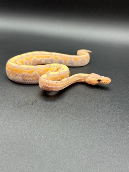 Banana Puzzle Poss YB 66% Het Genetic Stripe Ball Python by Baud’s ...