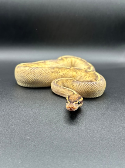 Highway Ball Python by Baud’s Exotic Reptiles