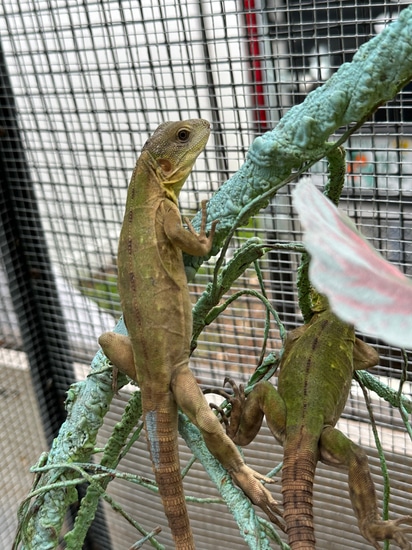 Pied Pectinata Other Iguana by Baud’s Exotic Reptiles