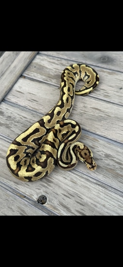 Spotnose Puzzle Ball Python by Baud’s Exotic Reptiles