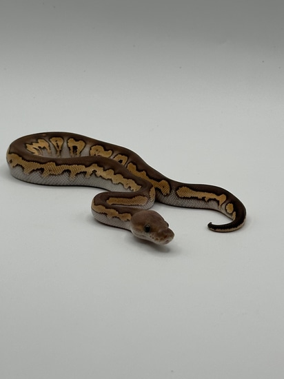 Black Pastel Mojave (Probable Lace) Clown Het Desert Ghost Ball Python ...