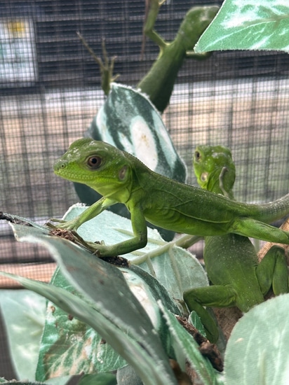 Pied Pectinata Other Iguana by Baud’s Exotic Reptiles