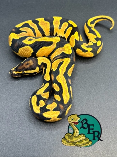 Orange Dream Yellow Belly Triple Het Desert Ghost Clown Pied Ball ...