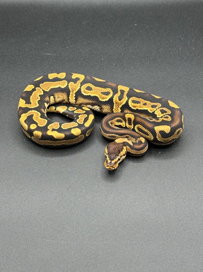 Yellow Belly Puzzle Het Ultramel Ball Python by Baud’s Exotic Reptiles