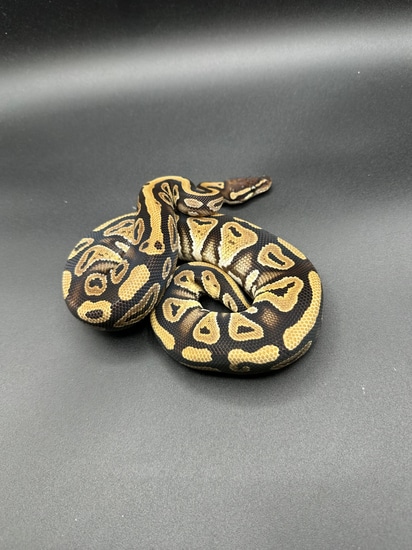 Phantom Het Paint Ball Python by Baud’s Exotic Reptiles