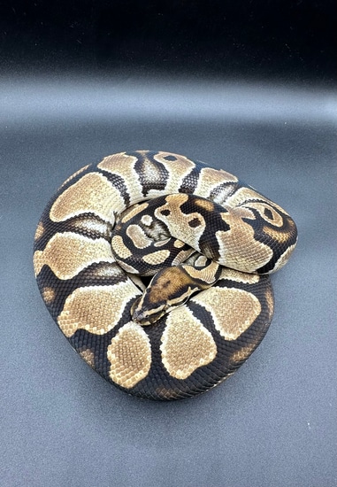 Orange Dream Double Het Clown Pied Possible Scrambler Ball Python by ...