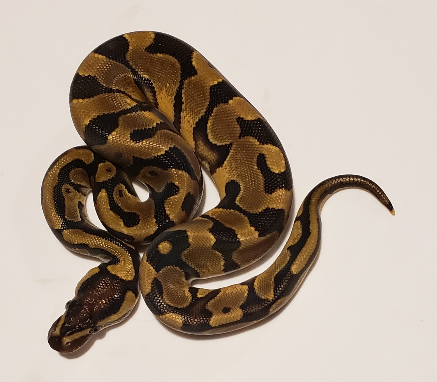 Enchi Double Het VPI Axanthic/Piebald Ball Python by Crazy 8 Reptiles ...