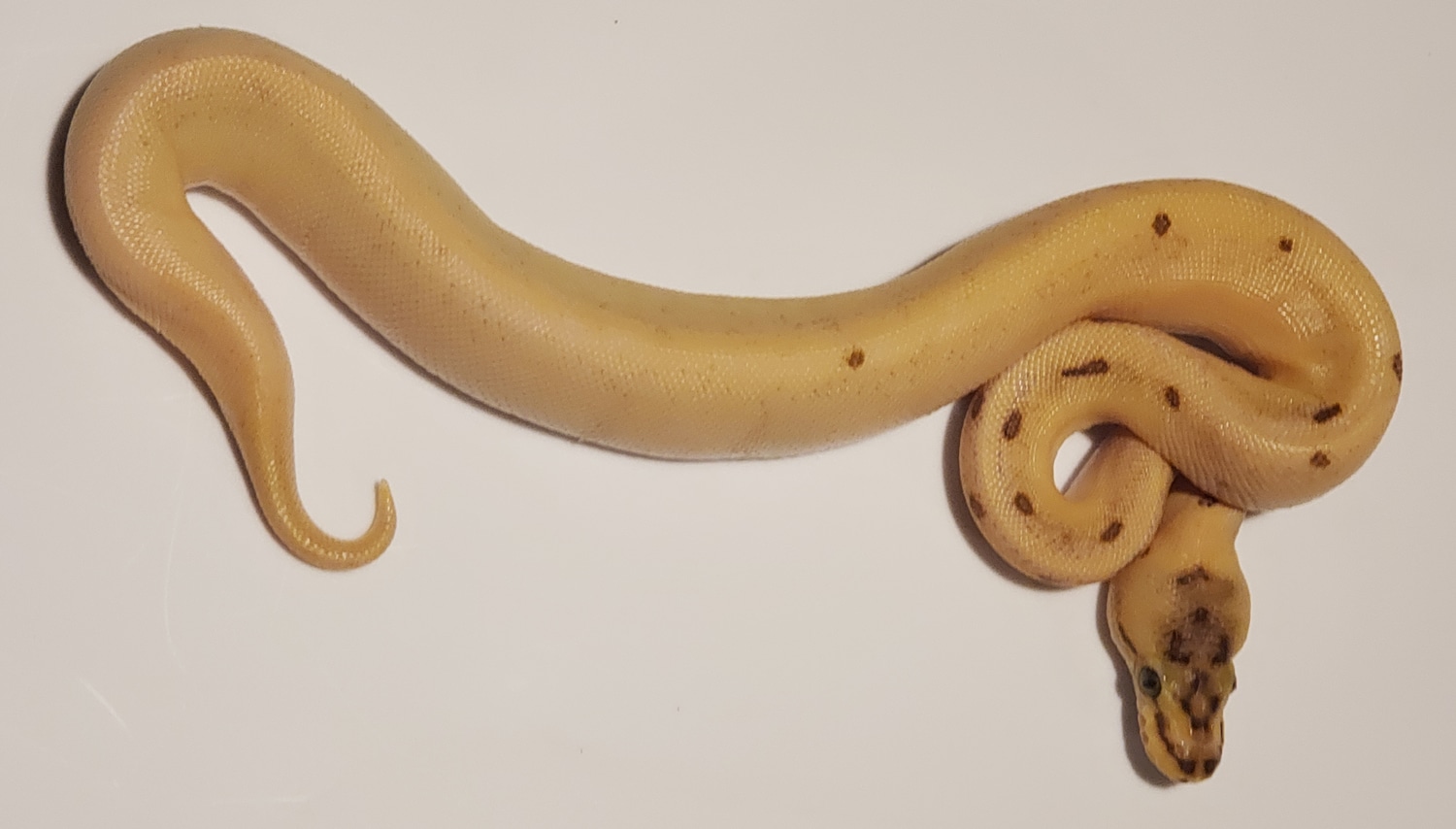 Super Enchi ODYB Fire Pinstripe Ball Python by Crazy 8 Reptiles ...