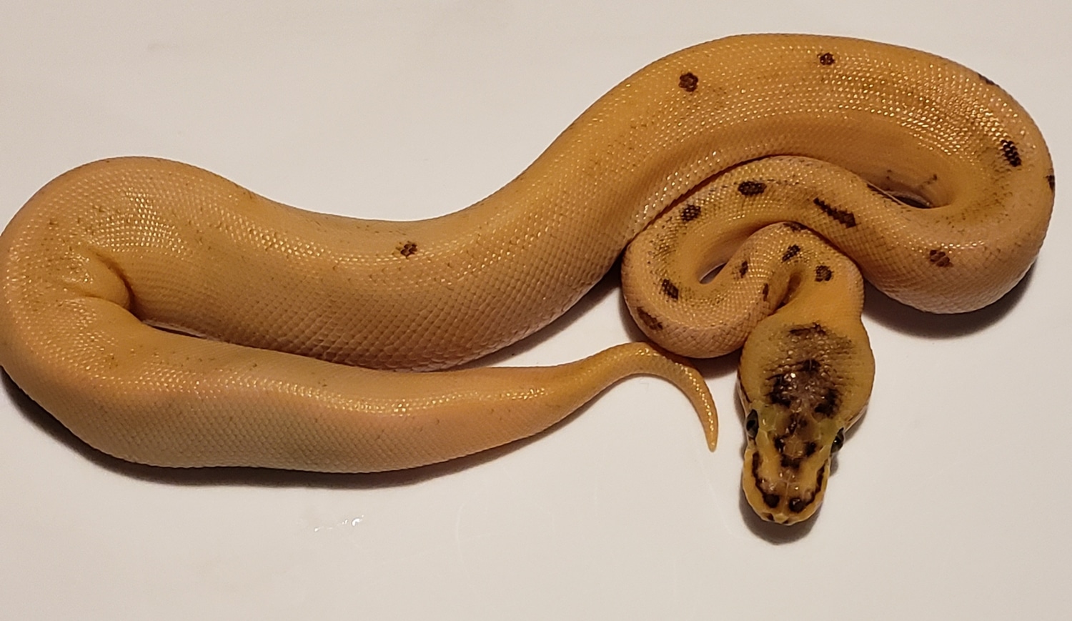 Super Enchi ODYB Fire Pinstripe Ball Python by Crazy 8 Reptiles ...