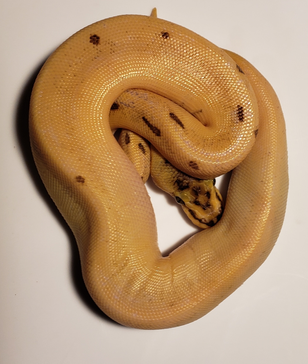Super Enchi ODYB Fire Pinstripe Ball Python by Crazy 8 Reptiles ...