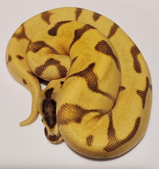 Super Enchi Orange Dream Fire Pos Yellow Belly Het VPI Axanthic Ball ...