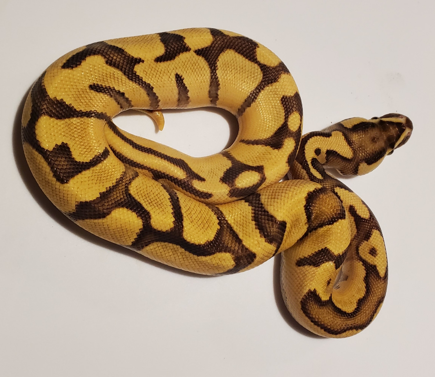 Enchi Orange Dream Fire Pos Yellow Belly Het VPI Axanthic Ball Python ...