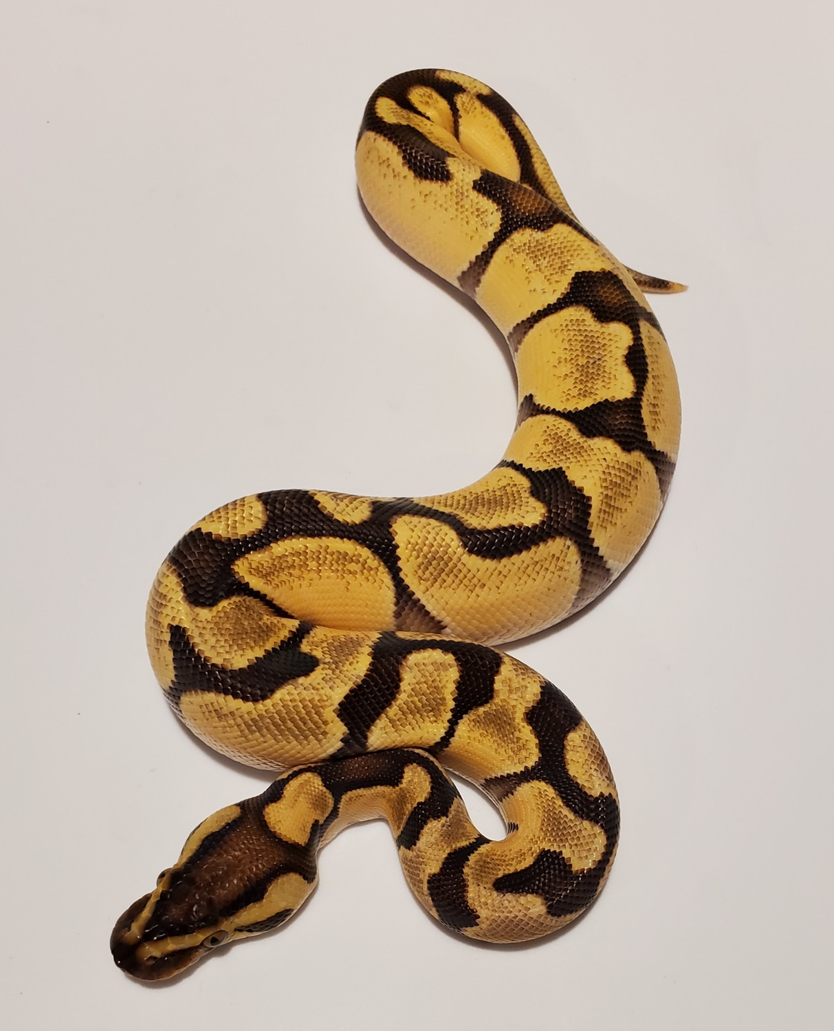 Enchi Orange Dream Fire Pos Yellow Belly Ball Python by Crazy 8 Reptiles - MorphMarket