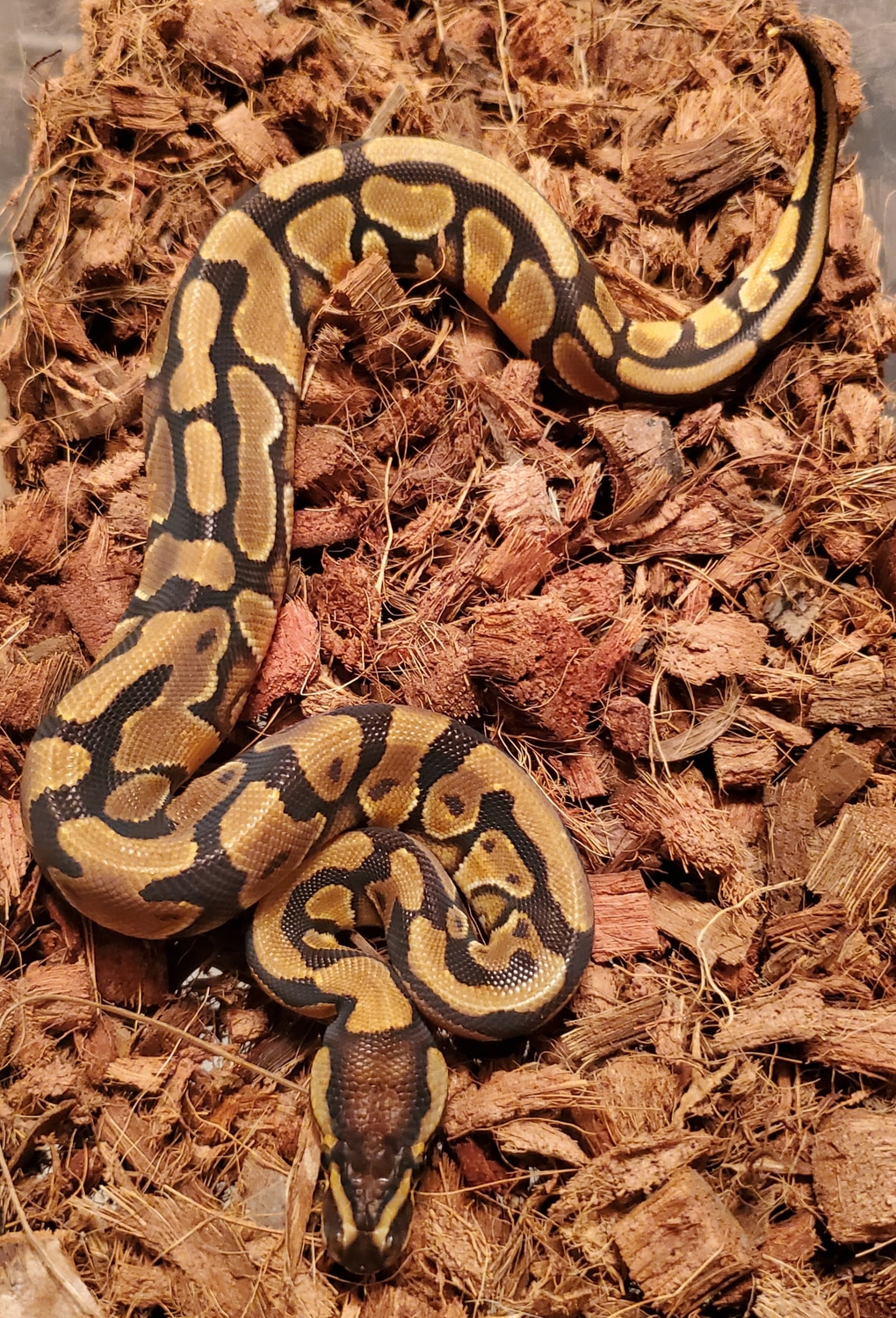 Enchi 66% Het Clown 66% Het VPI Axanthic Ball Python by Crazy 8 ...