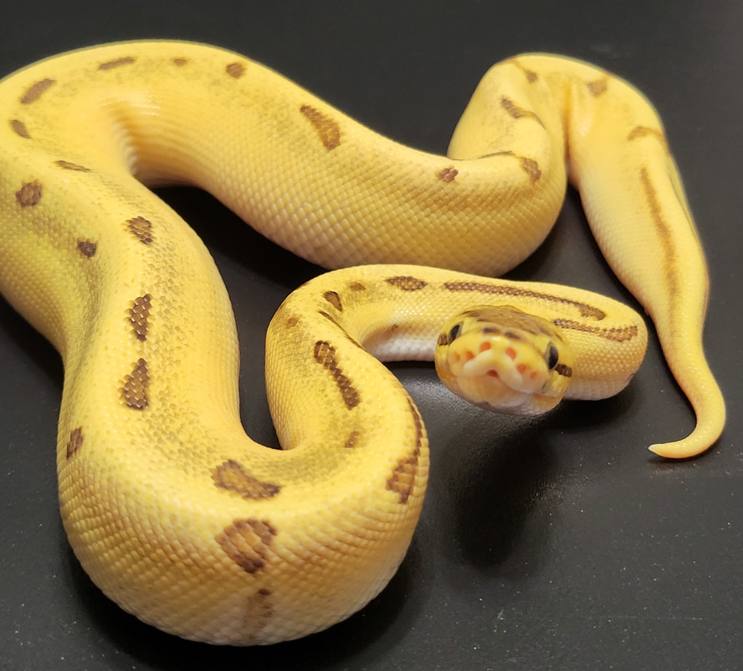 Orange Dream Enchi Pinstripe Ball Python by Crazy 8 Reptiles - MorphMarket