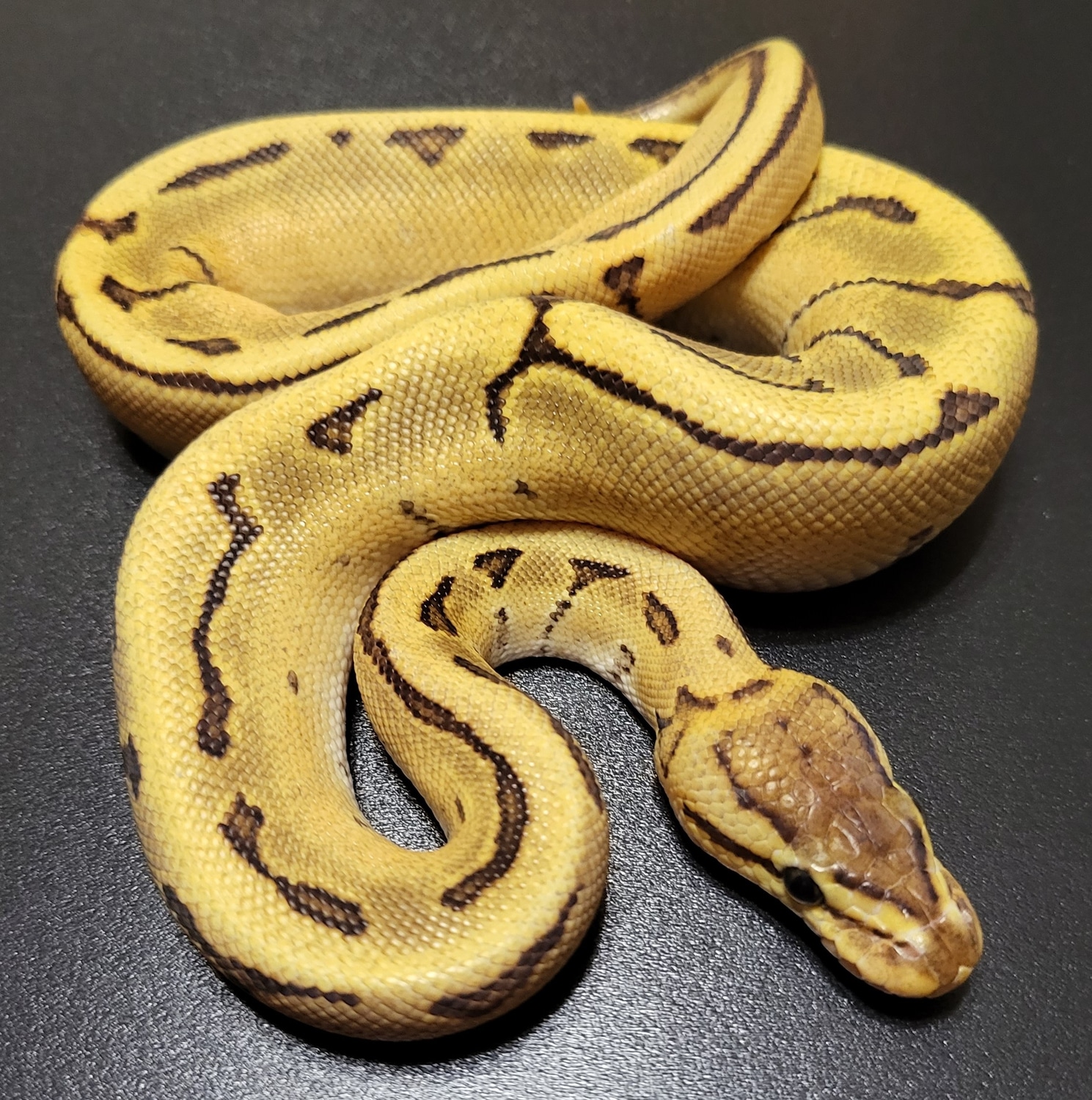 Orange Dream Pinstripe Ball Python by Crazy 8 Reptiles - MorphMarket