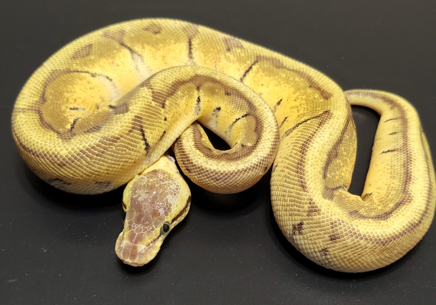 Lemonblast Het VPI Axanthic Ball Python by Crazy 8 Reptiles - MorphMarket