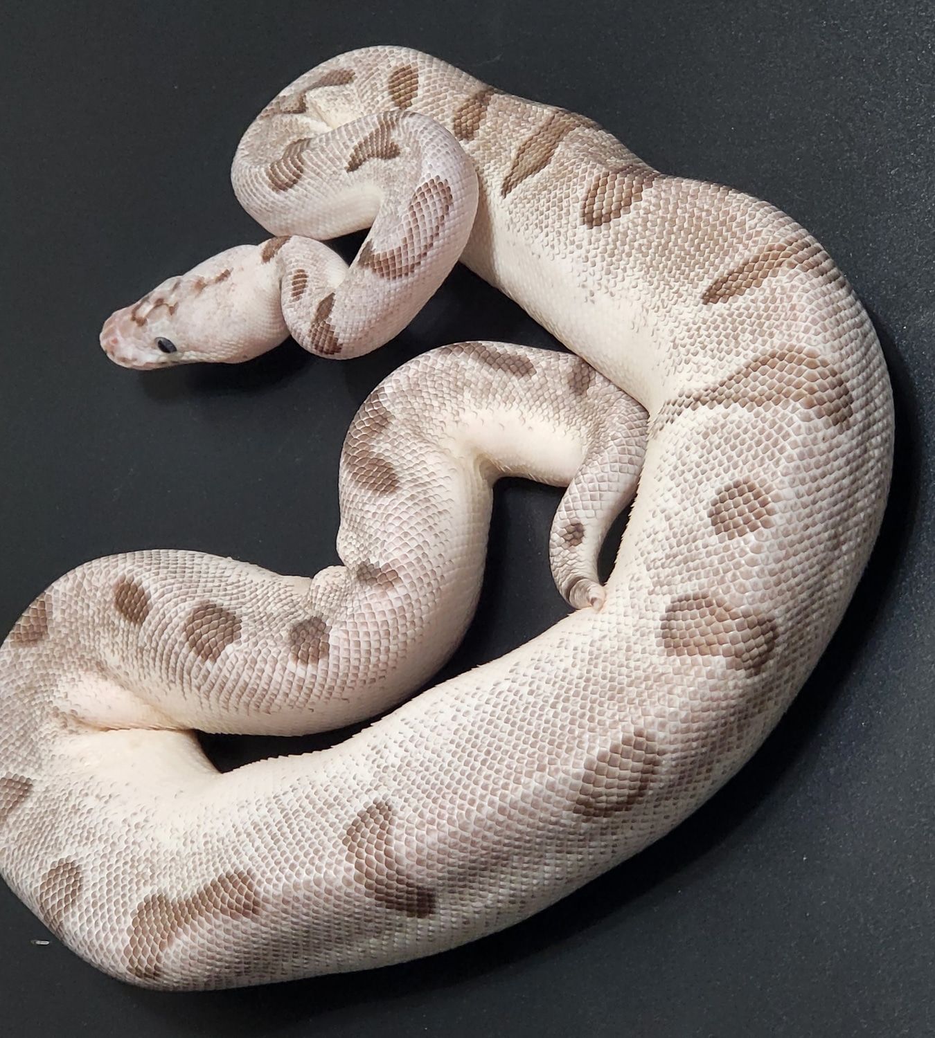 Super Pastel Super Enchi VPI Axanthic Clown Ball Python by Crazy 8 ...