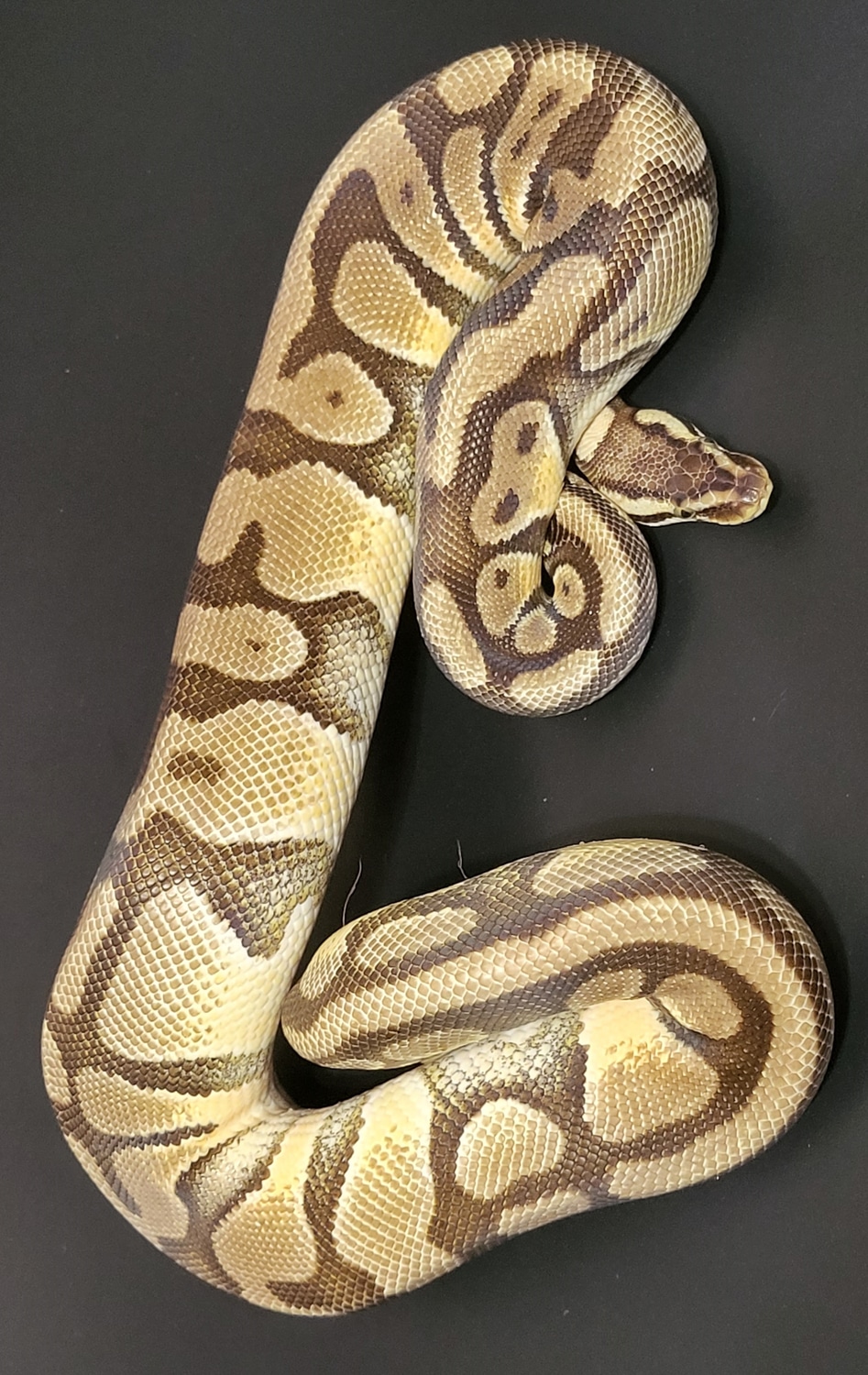 Pastel Enchi Double Het VPI Axanthic Clown Ball Python by Crazy 8 ...