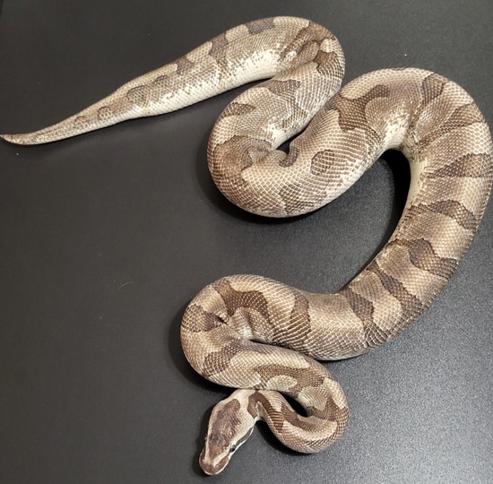Super Enchi VPI Axanthic Ball Python by Crazy 8 Reptiles