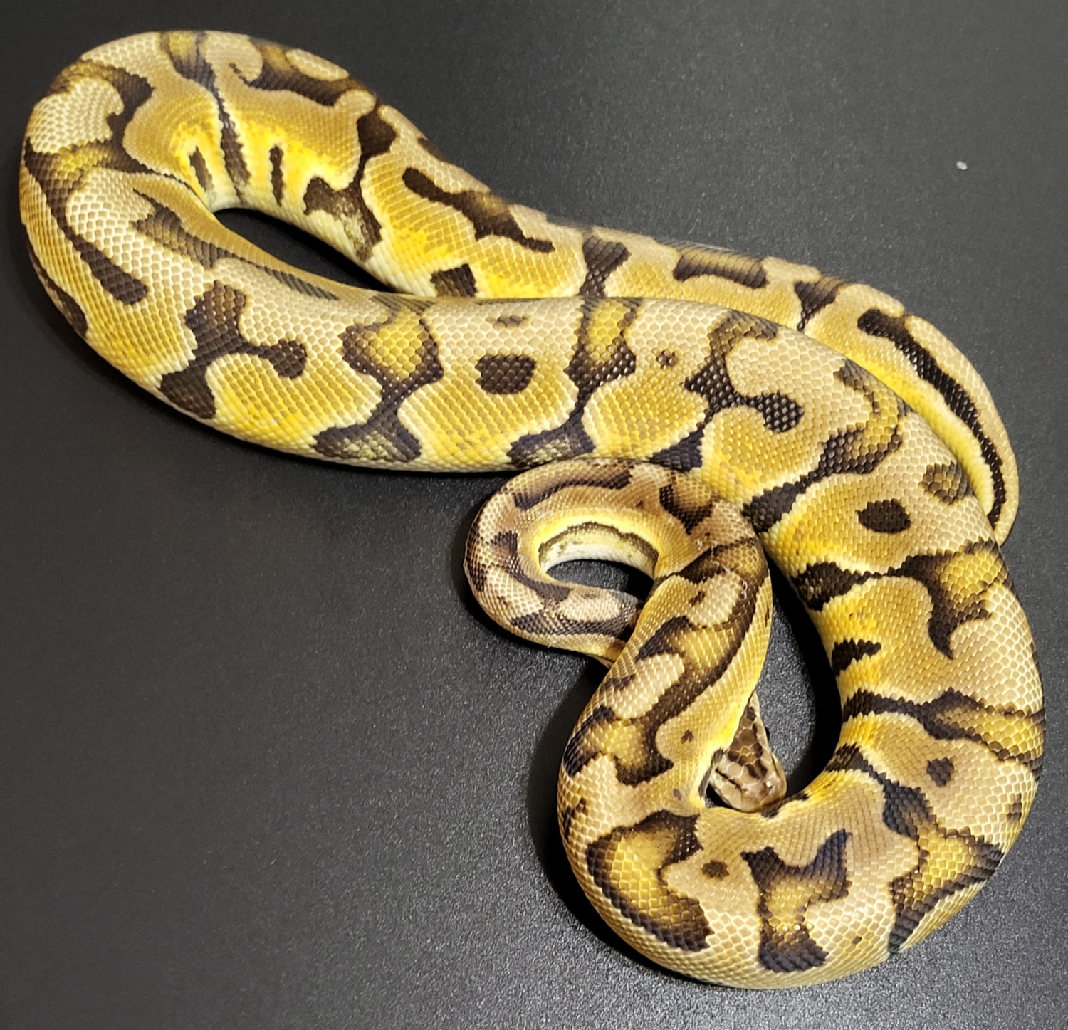 Pastel Puzzle Ball Python by Crazy 8 Reptiles - MorphMarket