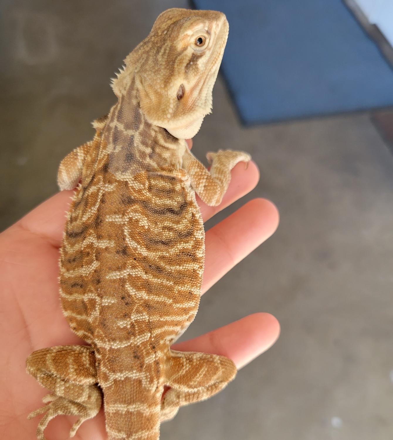 Leatherback 100% Het Zero/hypo/Trans Pos Het Wit Central Bearded Dragon ...