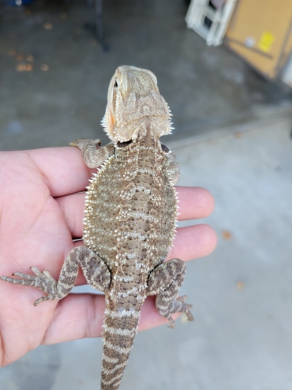 Male Trans. 66% Het Hypo/zero/wits Central Bearded Dragon by JB Dragons