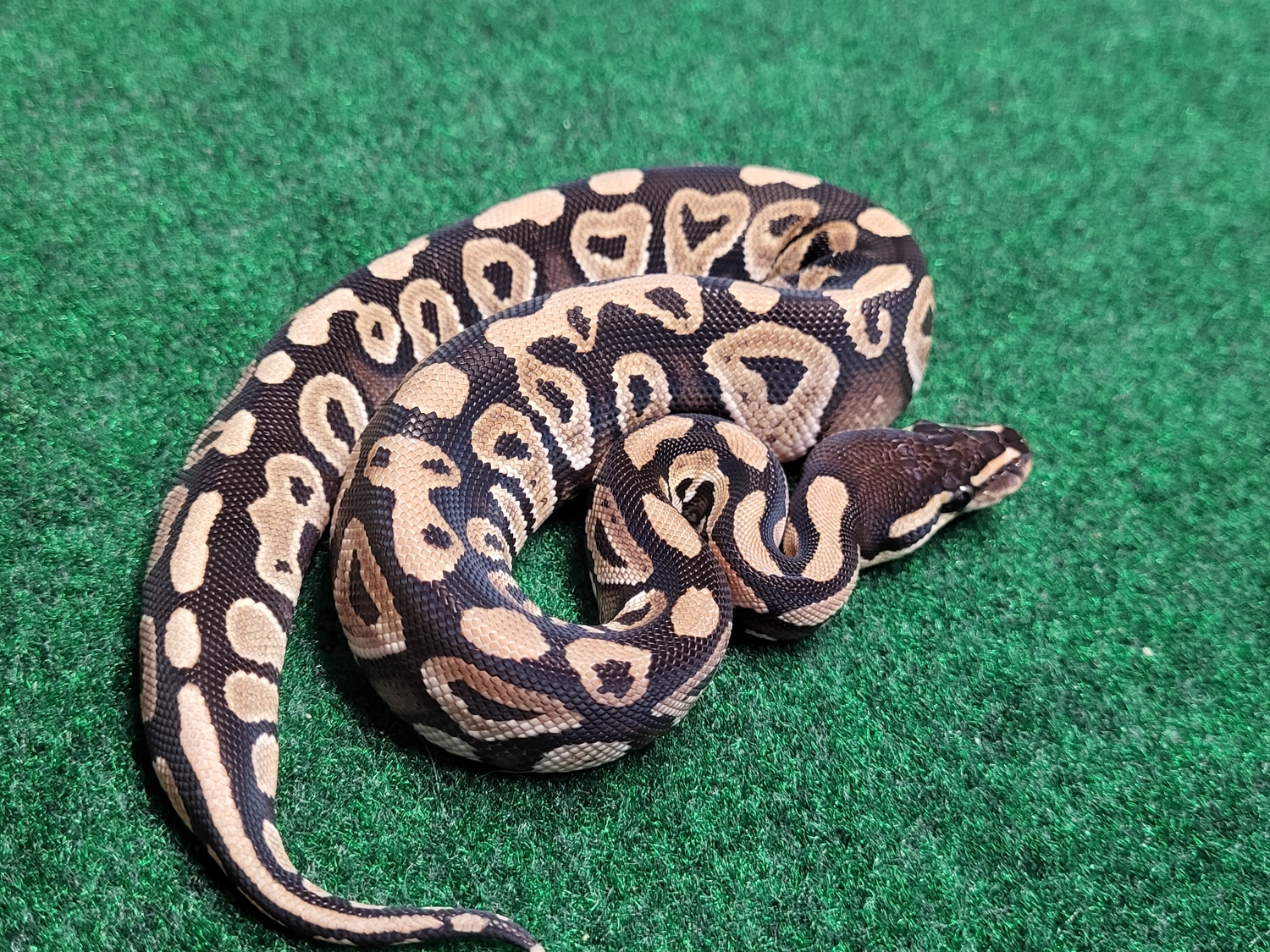 Phantom Ball Python by CPJ Reptile - MorphMarket