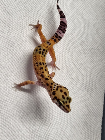 OG Tangerine 100% Het Tremper Albino Leopard Gecko by CPJ Reptile