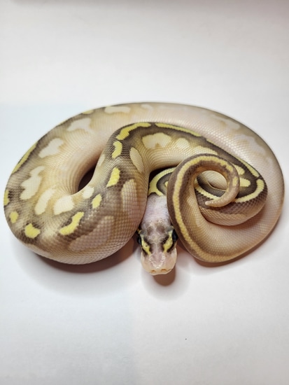 Super Pastel Lesser Calico Ball Python by CPJ Reptile