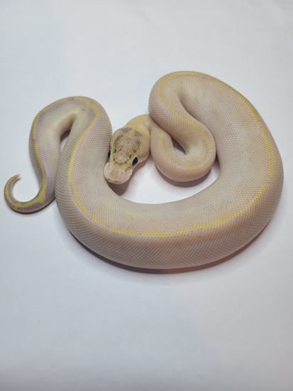 Pastel Ivory Het Clown Ball Python by CPJ Reptile