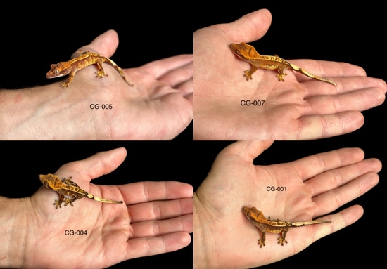 High End Crested Geckos (4 Pack) by Excelsior Exotics