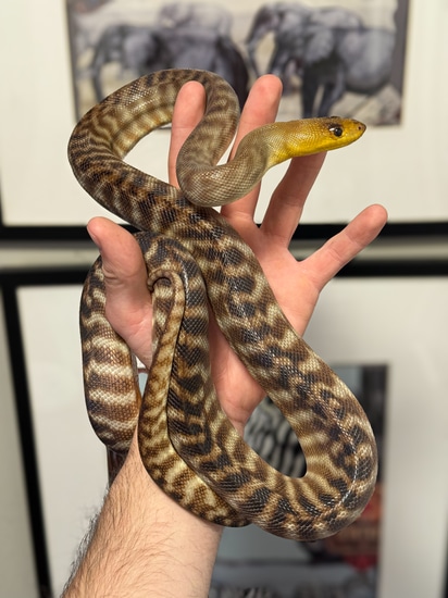 $300 Reserve!! GORGEOUS Woma Python by Excelsior Exotics
