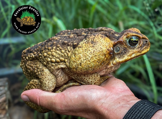 Suriname Giant Marine Toads by Excelsior Exotics