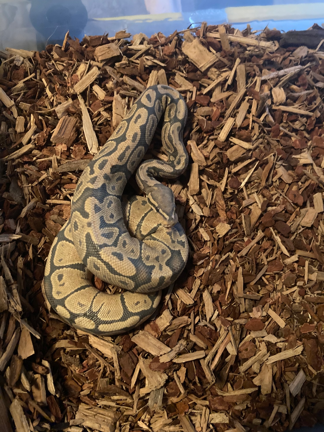 Orange Ghost Ball Python by Blackwater reptiles - MorphMarket